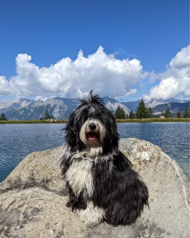 Tibet Terrier Om shu mani Jetsün Magic Willow – Internationaler Club ...