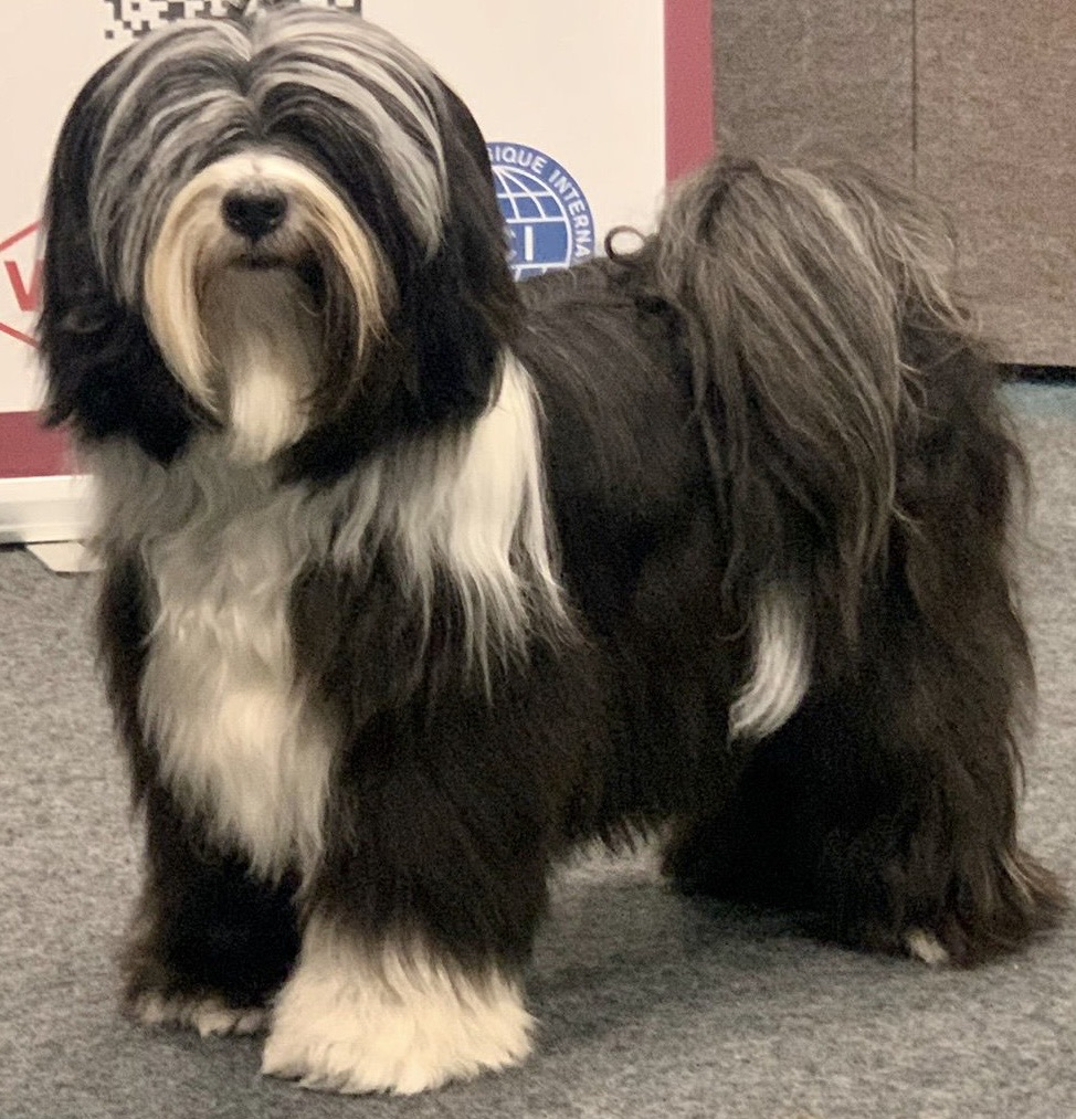 Tibet Terrier Om shu mani Jetsün Magic Willow – Internationaler Club ...